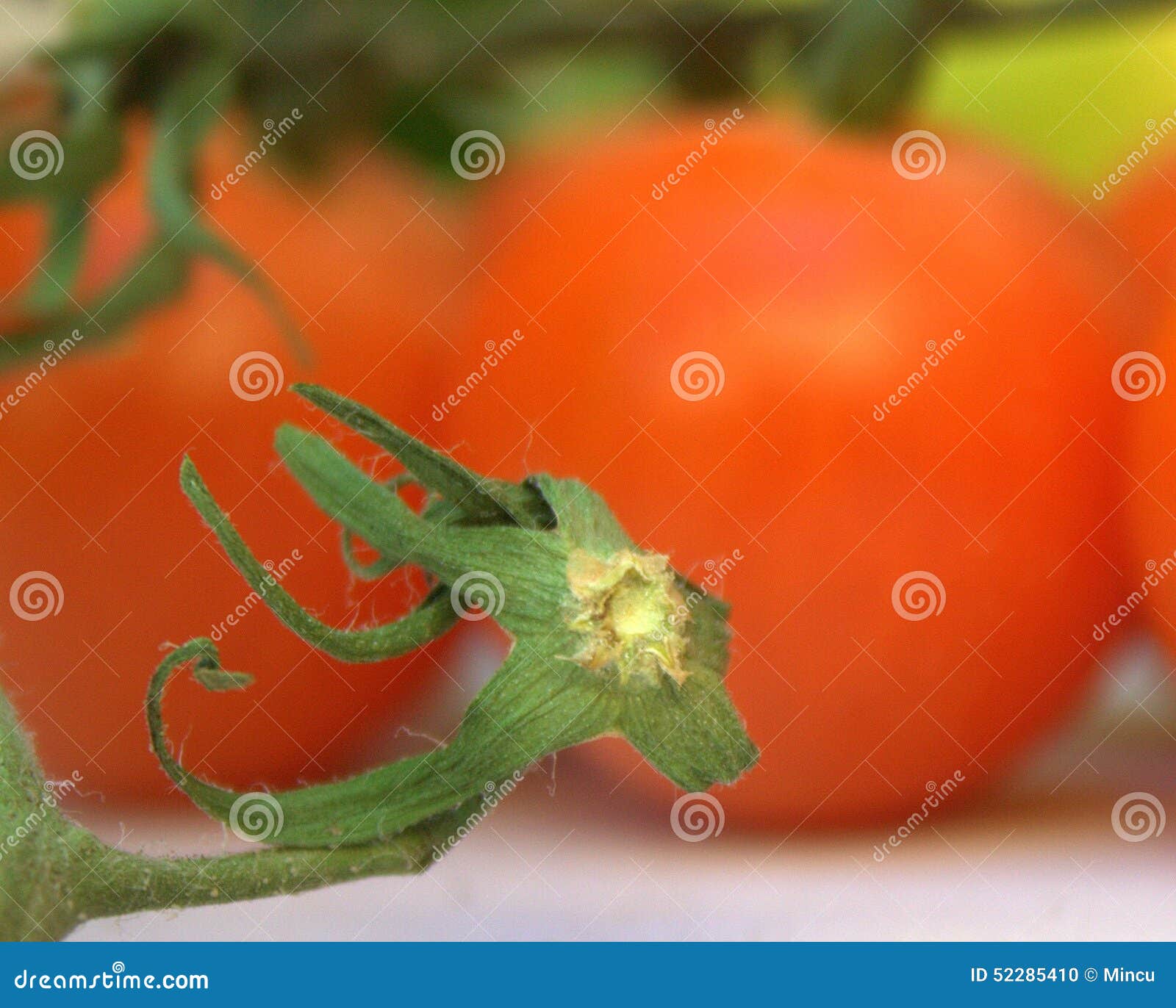 Tomato stem stock photo. Image of coil, grocery, full - 52285410