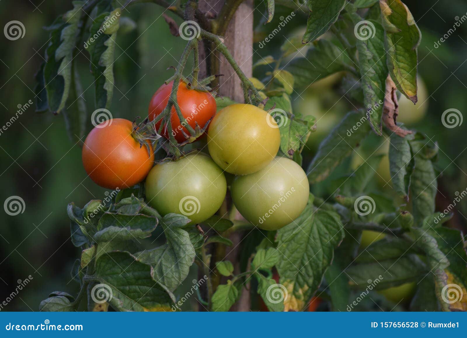 Tomato stick stock photo. Image of growing, plants, tomato - 157656528