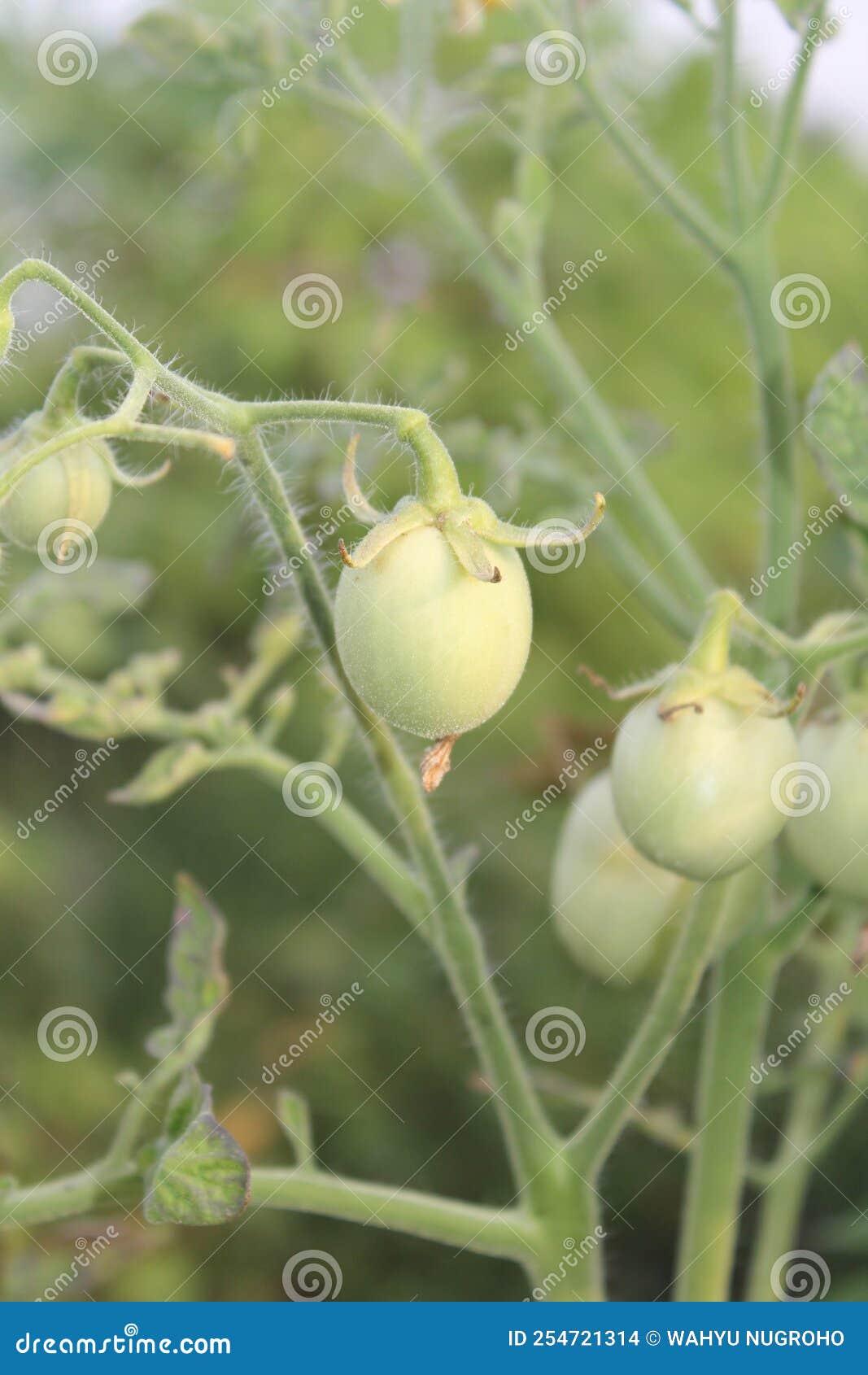 Tomato Still in Tree in Indonesia Stock Photo - Image of food, fruit ...