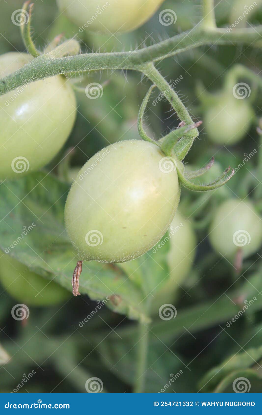 Tomato Still in Tree in Indonesia Stock Photo - Image of plant, flower ...