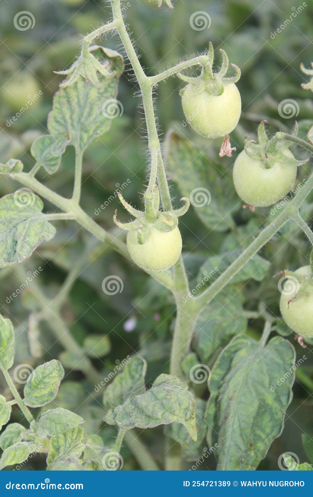 Tomato Still in Tree in Indonesia Stock Image - Image of leaf, shrub ...