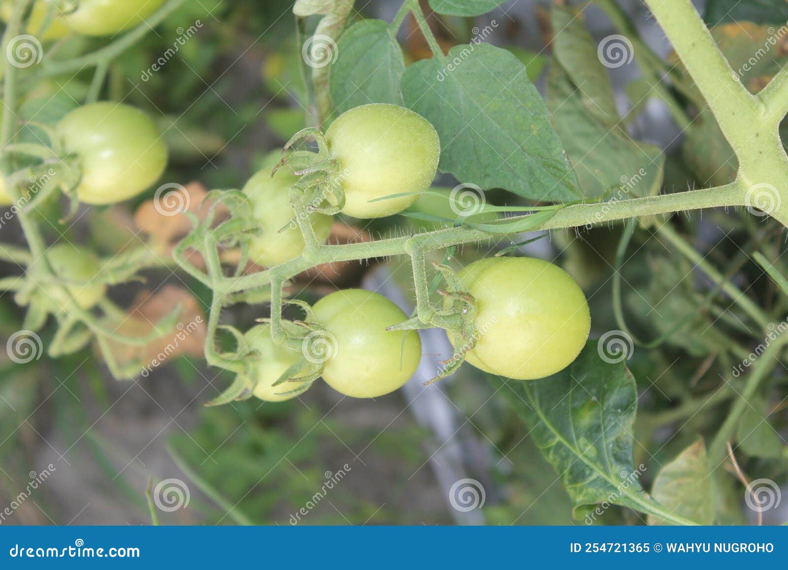 Tomato Still in Tree in Indonesia Stock Image - Image of vegetable ...