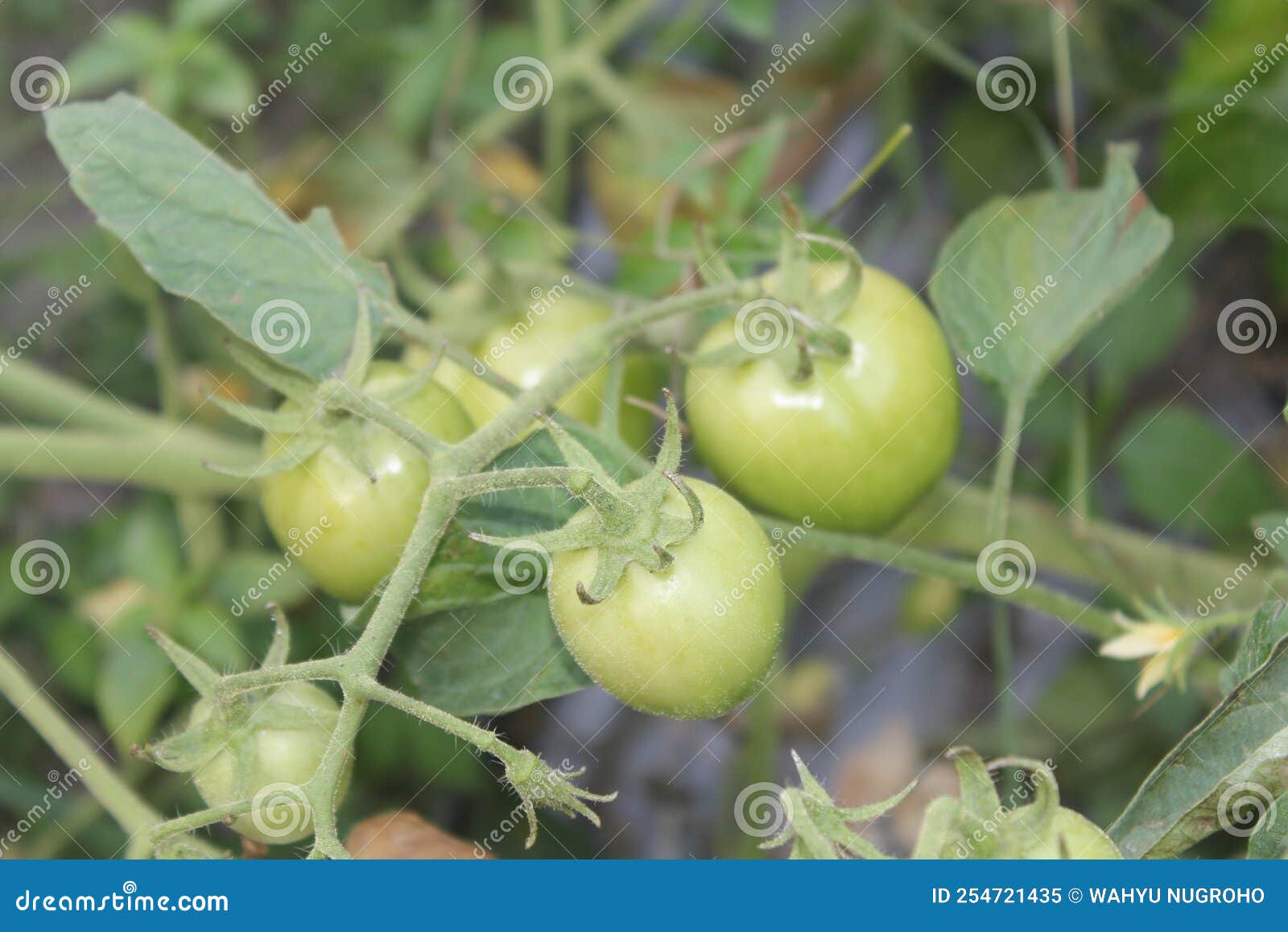Tomato Still in Tree in Indonesia Stock Image - Image of plant, fruit ...