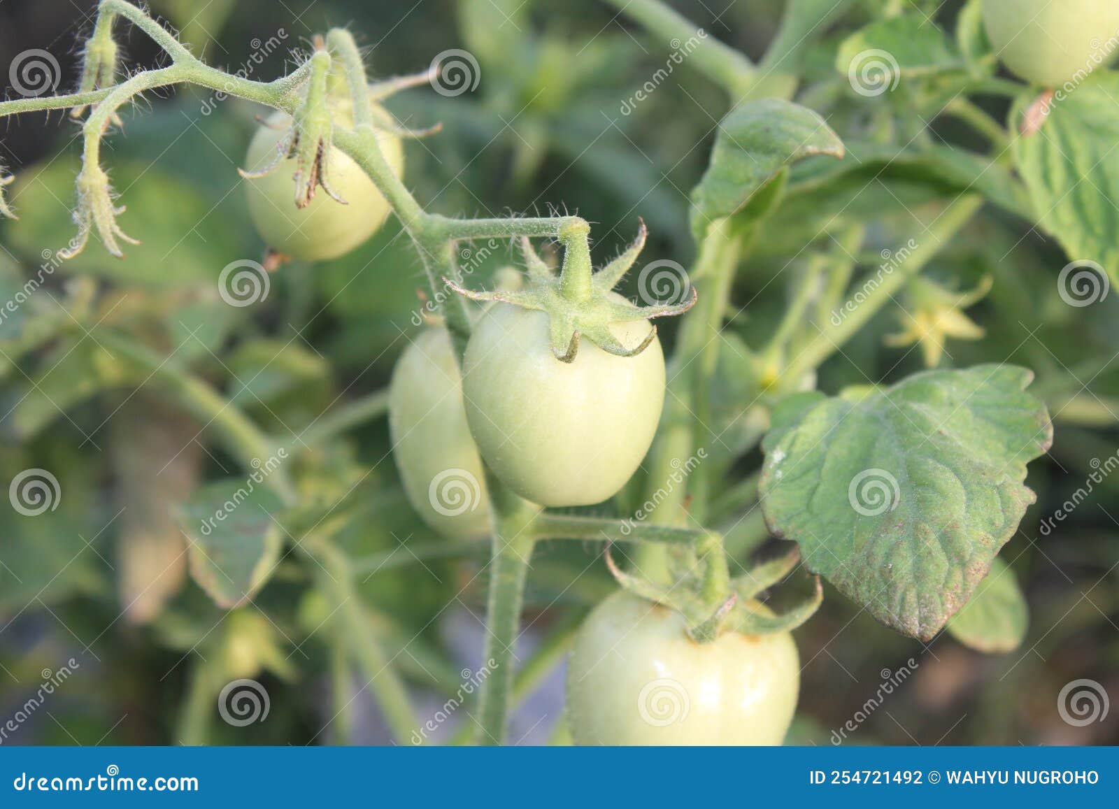 Tomato Still in Tree in Indonesia Stock Photo - Image of garden, shrub ...