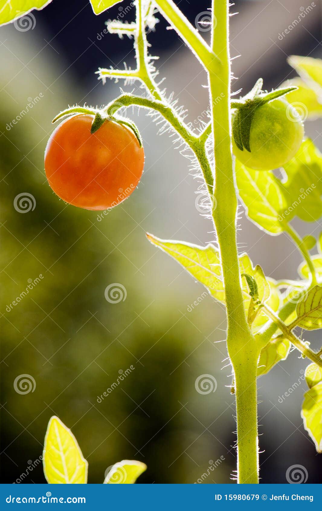Tomato in the Sun stock image. Image of vegetable, light - 15980679