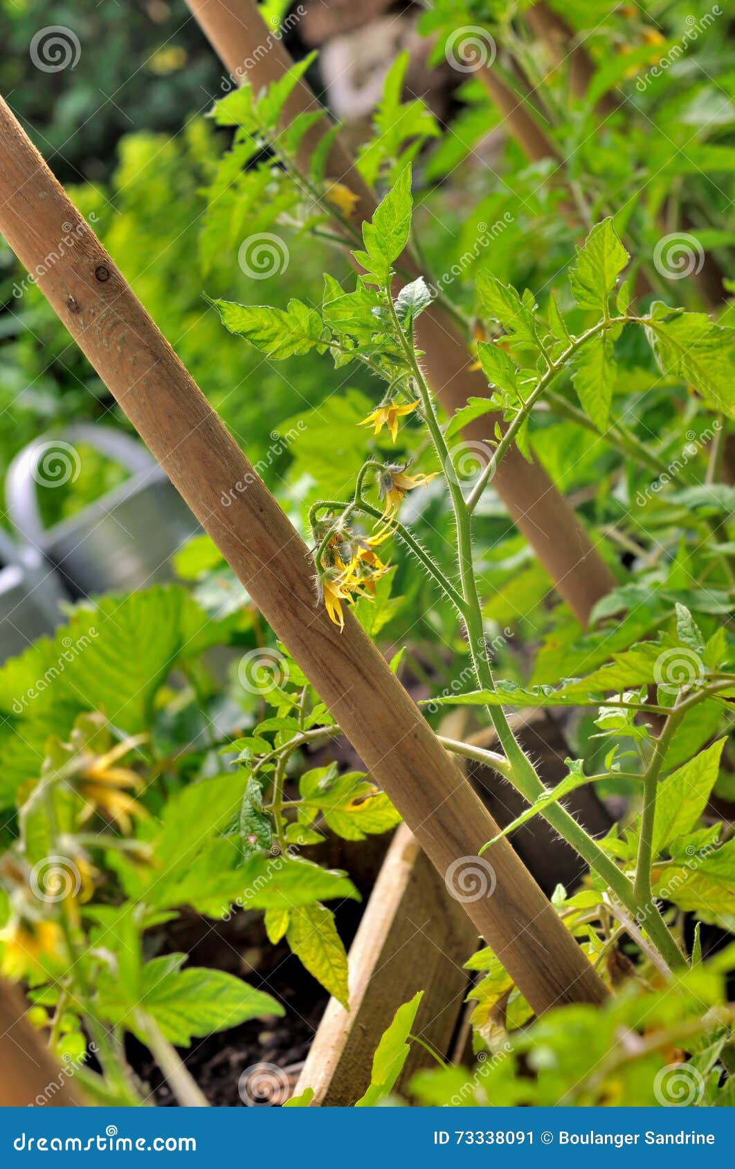 Tomato on a support stock image. Image of flowers, support - 73338091
