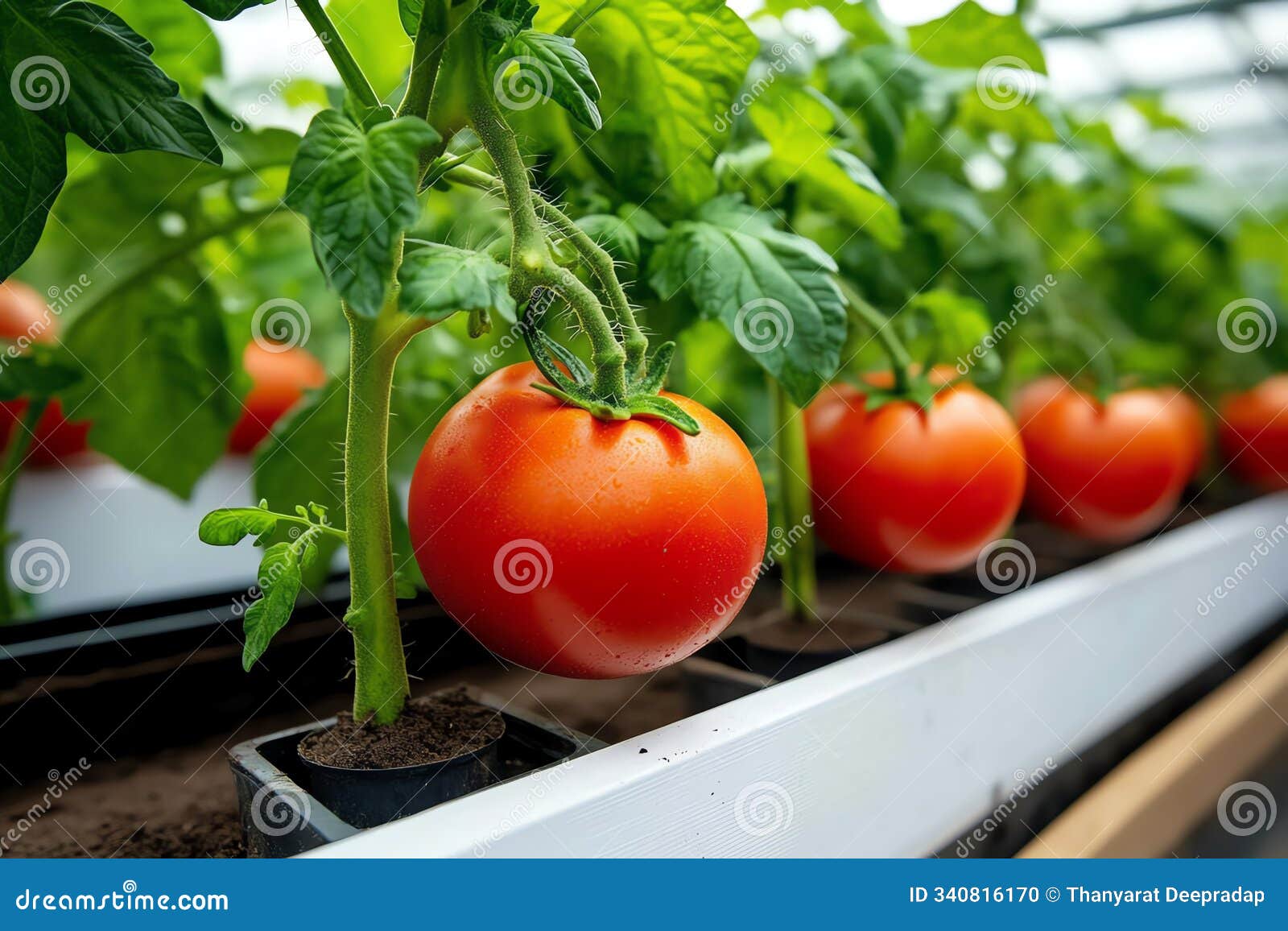 Tomato Sustainable Farming, Eco-friendly Practices, and Watering ...