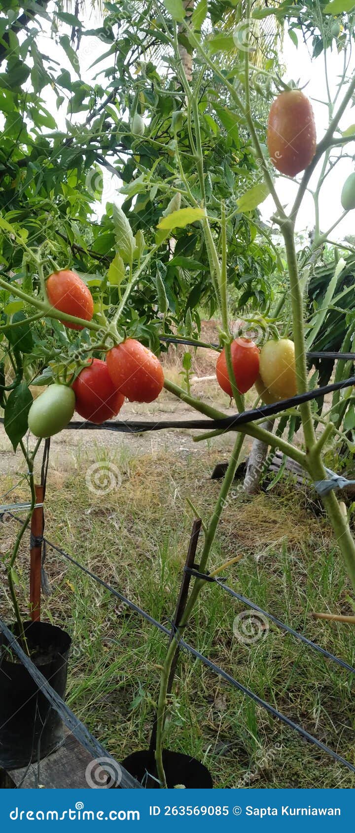 Tomato time stock image. Image of yellow, great, rain - 263569085