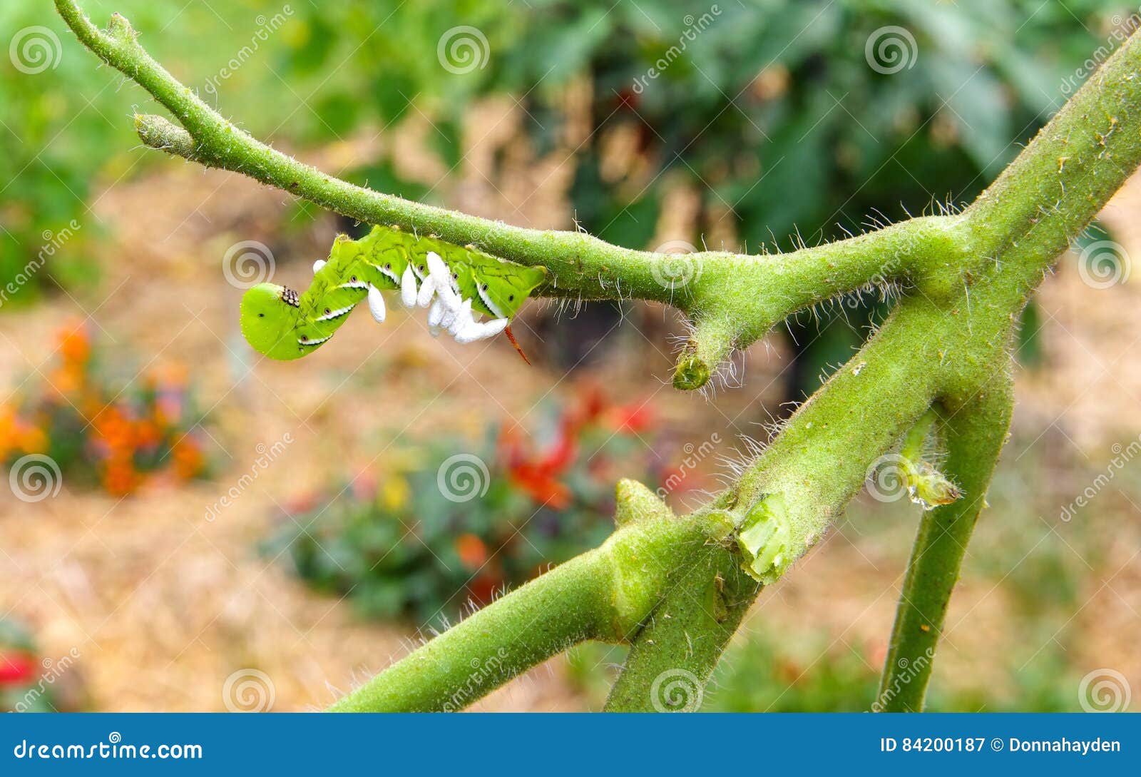 A Tomato Tobacco Hornworm As Host To Parasitic Braconid Wasp Eggs Stock Image Image Of