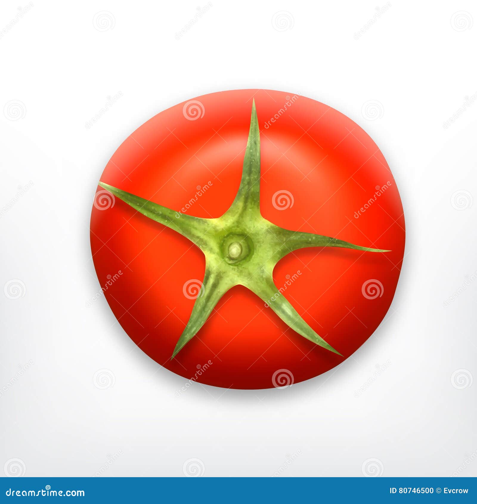 Tomato. Top view stock vector. Illustration of clean - 80746500