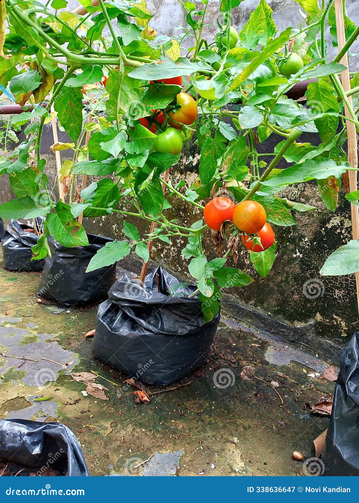 Tomato tree stock image. Image of berry, vegetable, plant - 338636647
