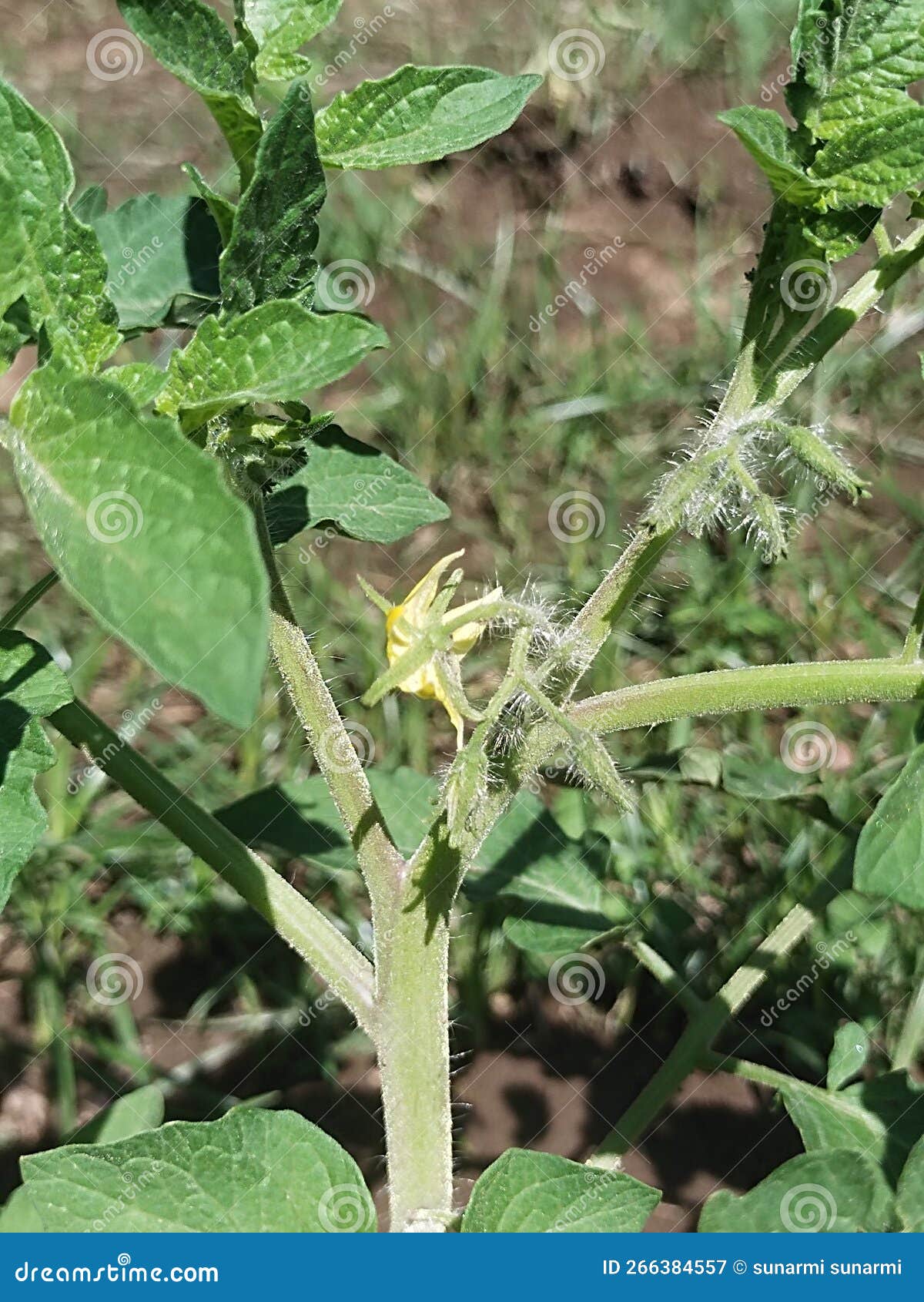 Tomato, Tree , Flower, Plant, Grass, Stock Image - Image of plant ...