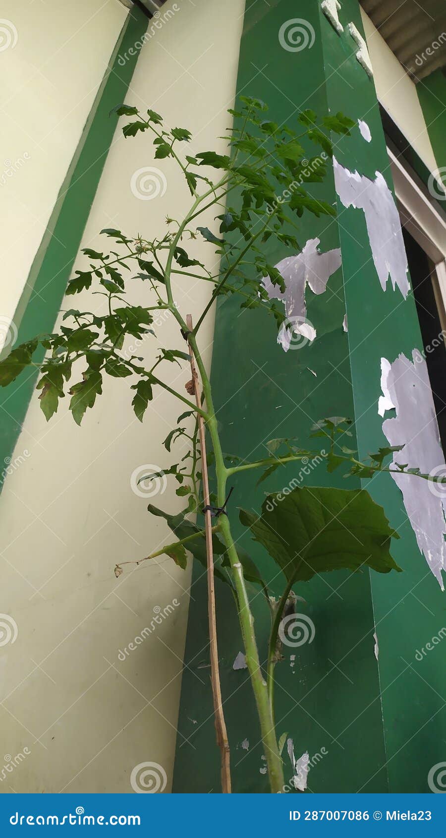 Tomato Tree Fruit Leaf House Stock Photo - Image of leaf, flower: 287007086