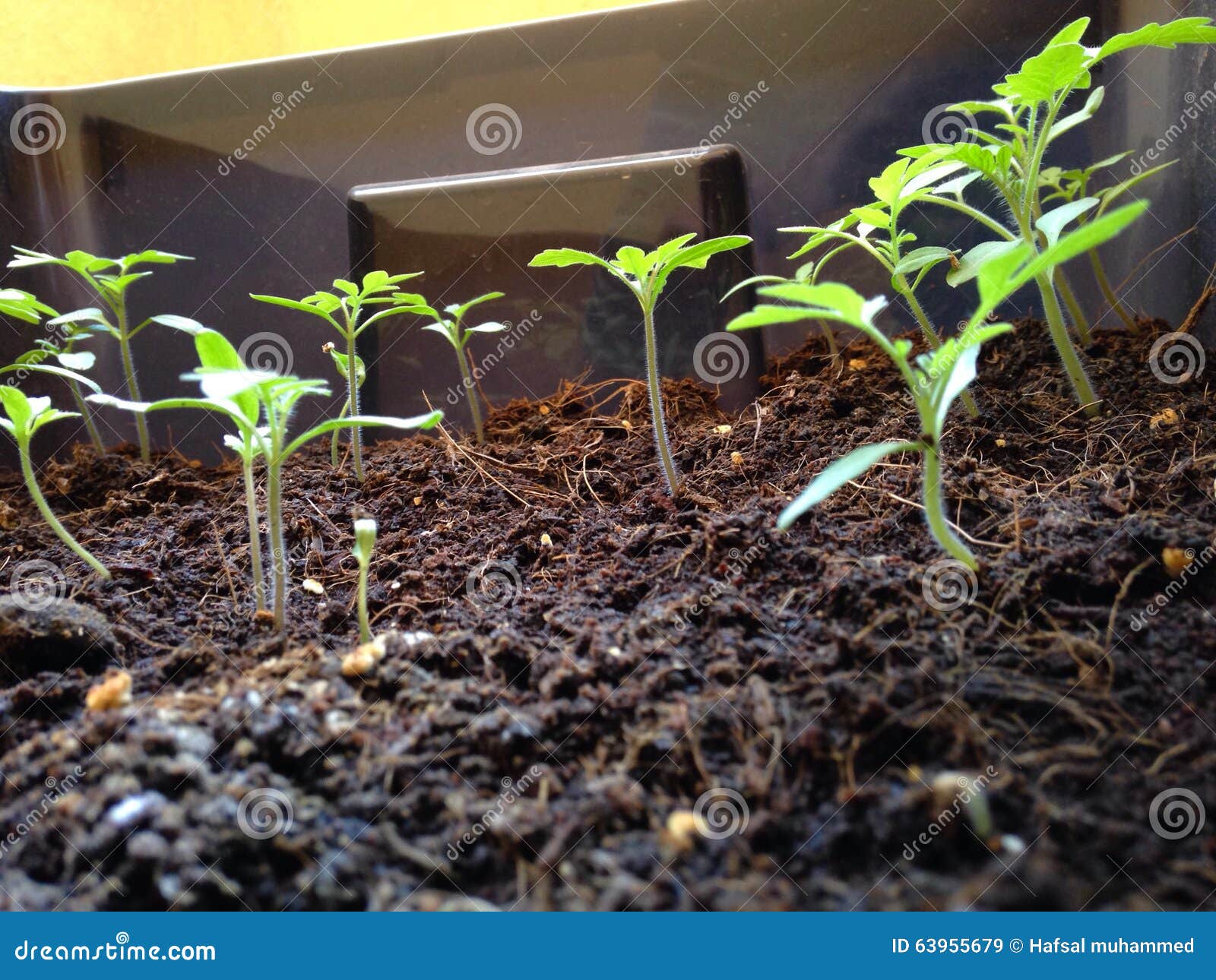 Tomato Tree stock image. Image of tree, tomato, planted - 63955679