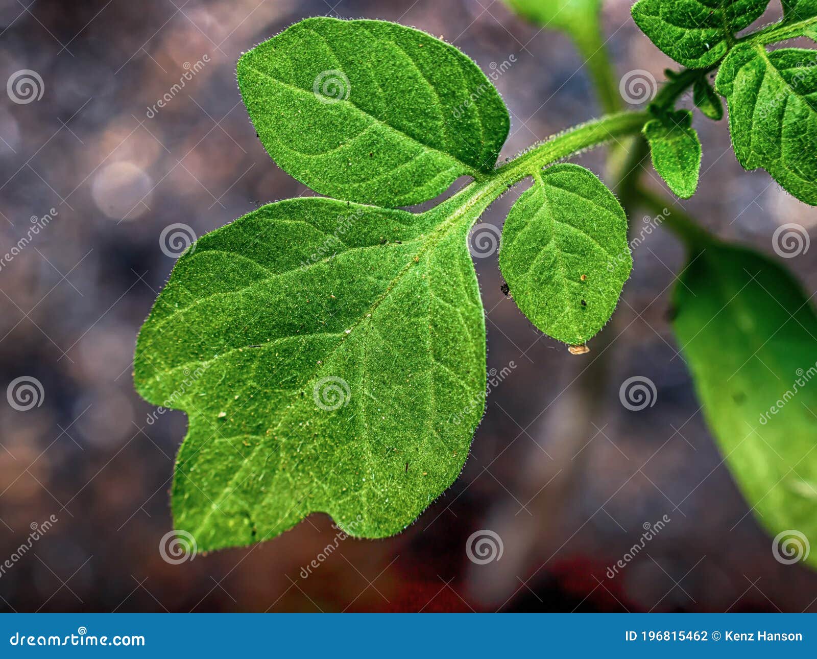 Tomato tree leaves stock photo. Image of plant, outdoor - 196815462