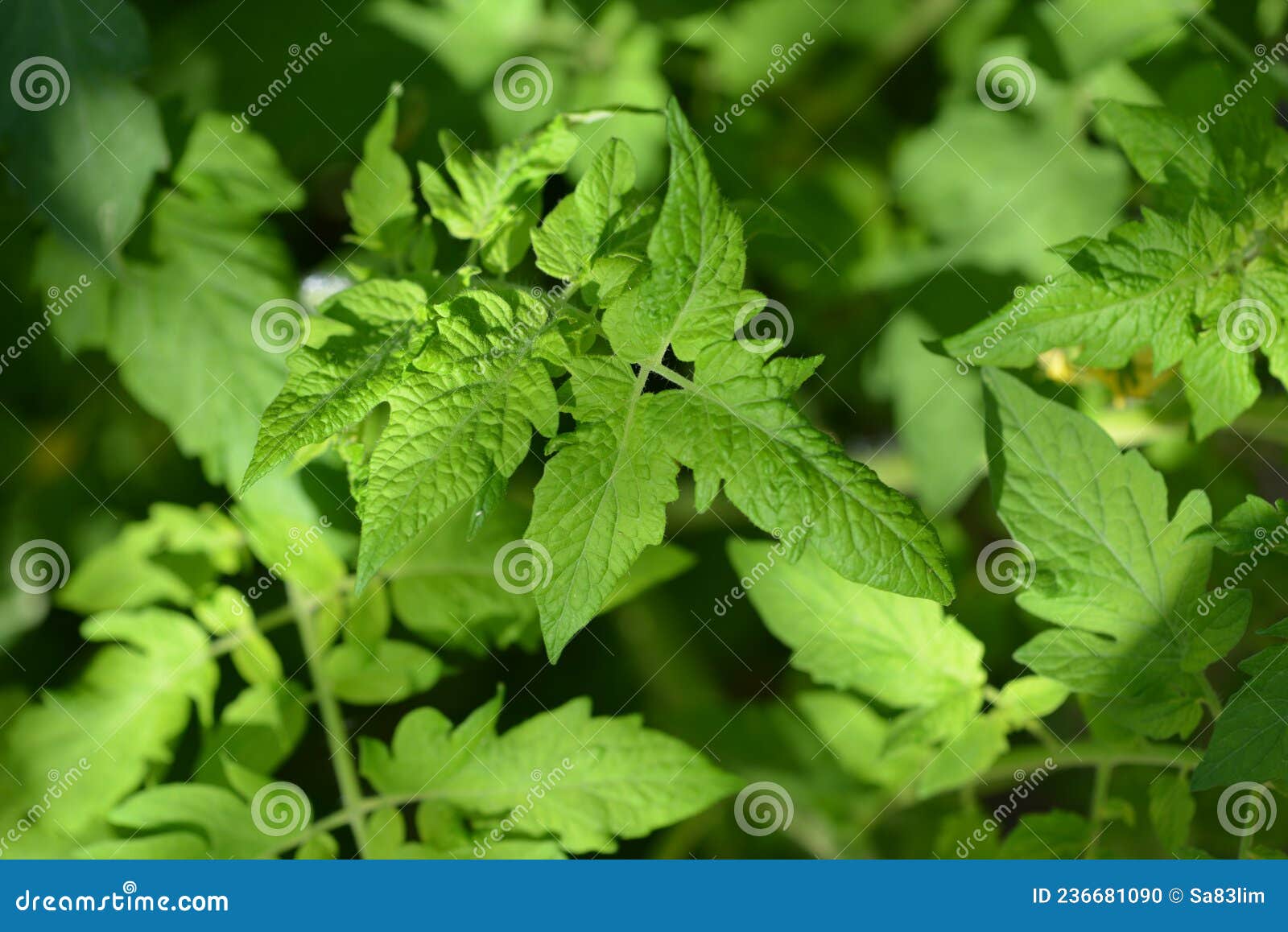 Tomato tree leaves stock photo. Image of garden, lawn - 236681090