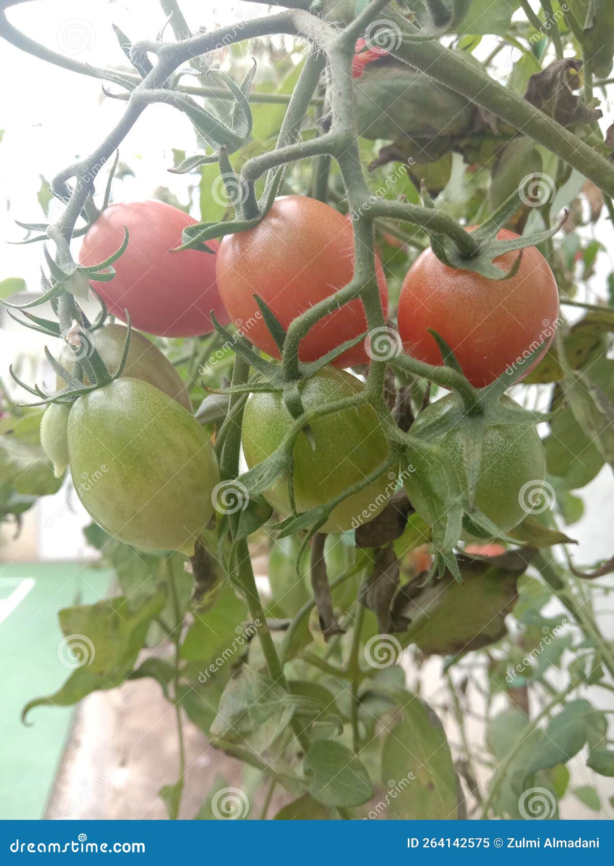 Tomato tree look fresh stock image. Image of apple, vegetable - 264142575