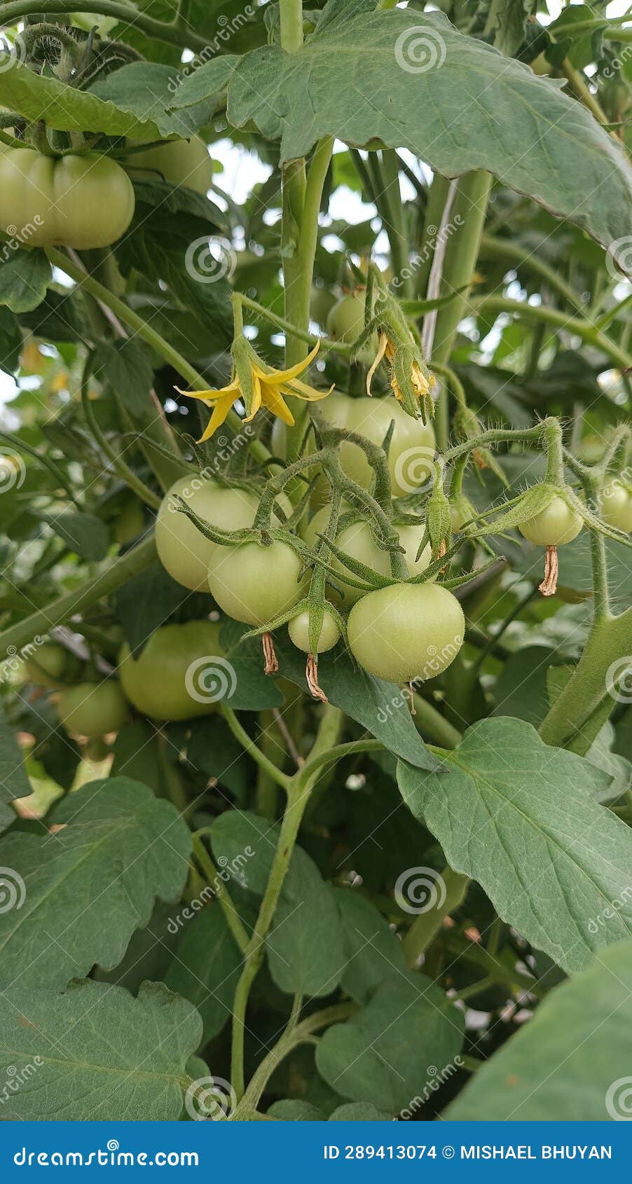 Tomato tree nice stock photo. Image of tree, tomato - 289413074