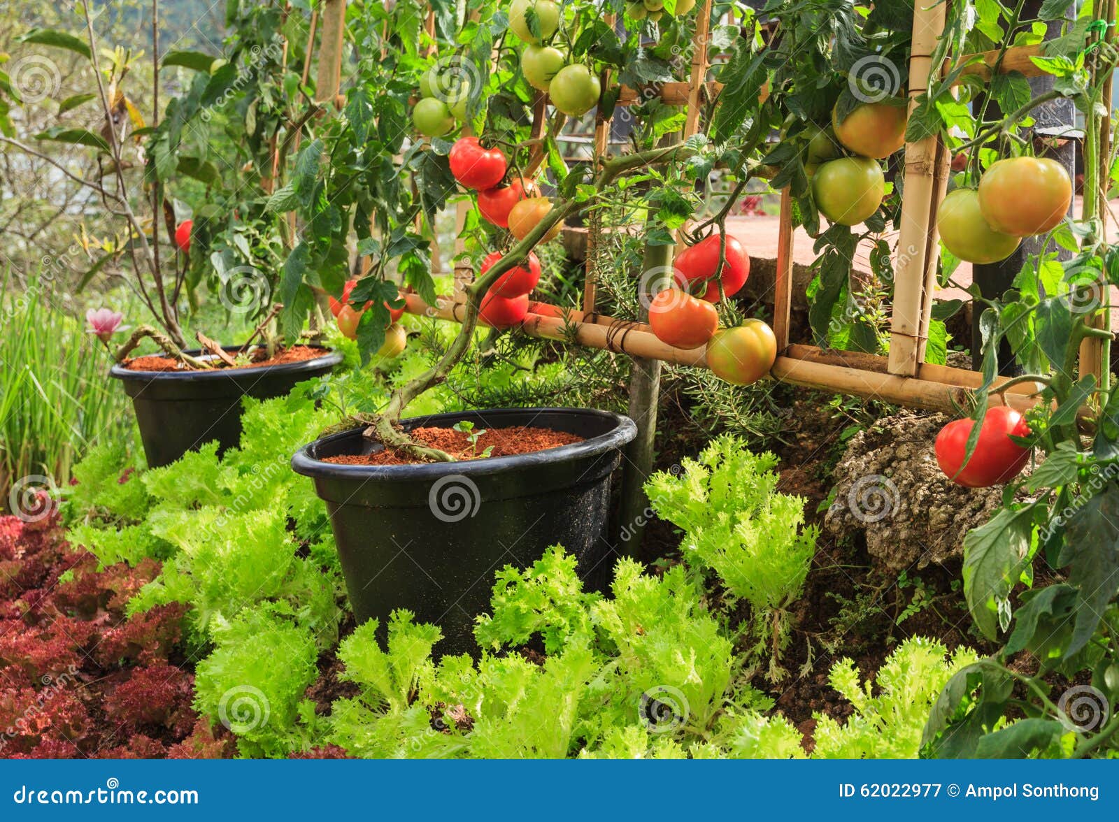 Tomato tree stock image. Image of fruit, harvest, bunch - 62022977