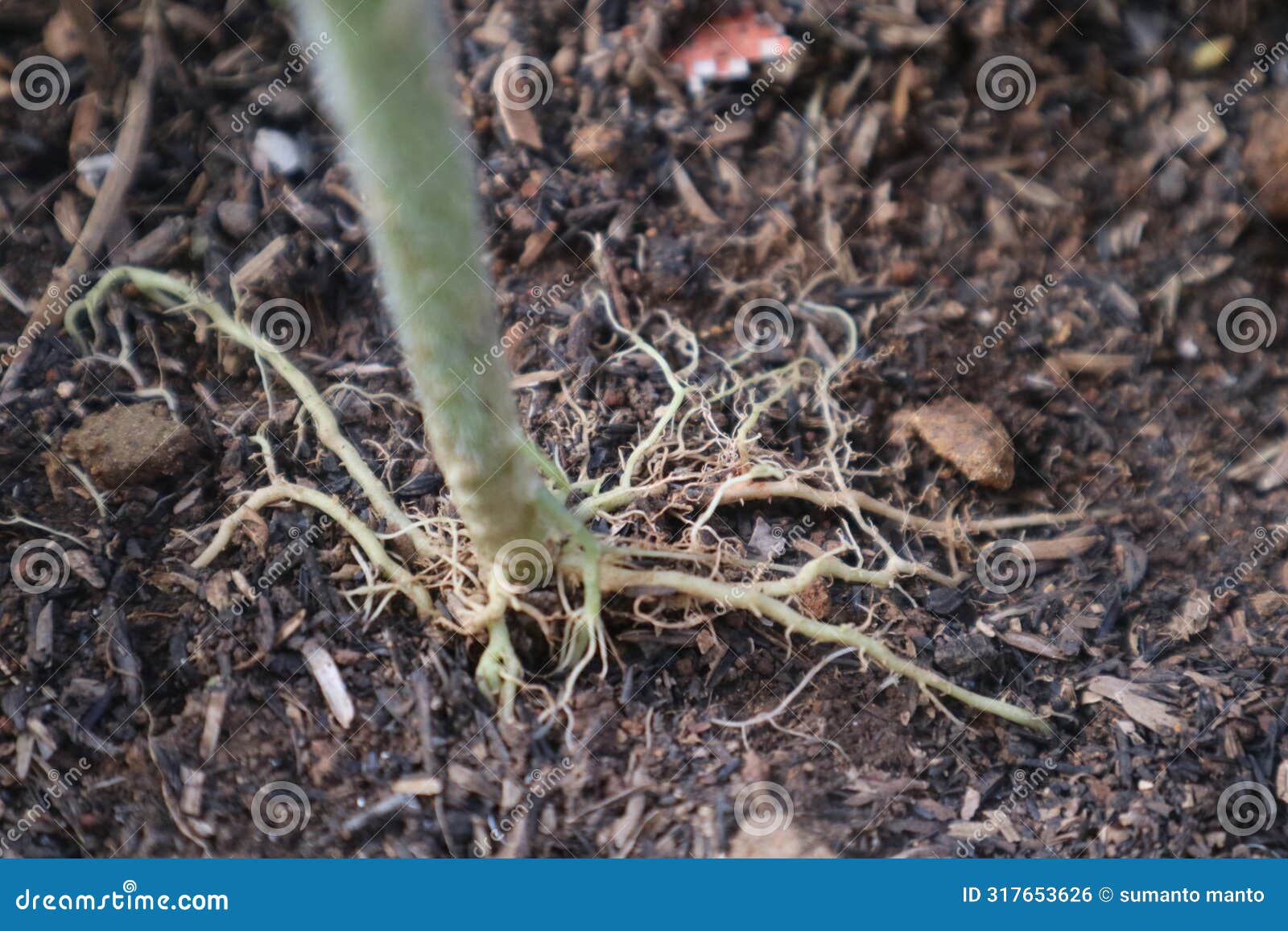 Tomato Tree Roots Coming Out of the Ground Stock Photo - Image of roots ...