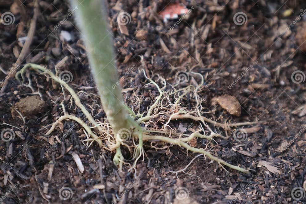 Tomato Tree Roots Coming Out of the Ground Stock Photo - Image of roots ...