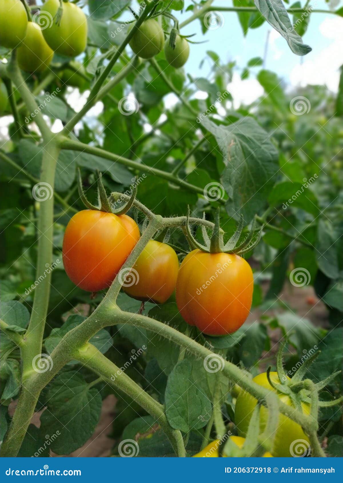 Tomato tree stock photo. Image of gourd, tree, shrub - 206372918
