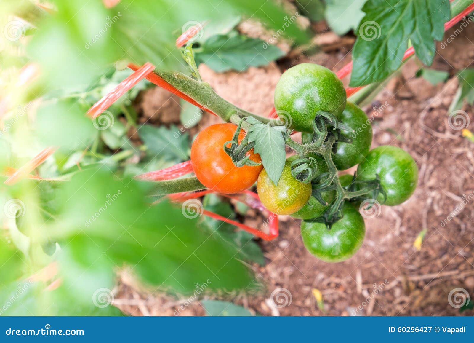 Tomato tree stock image. Image of organic, grow, cultivate - 60256427