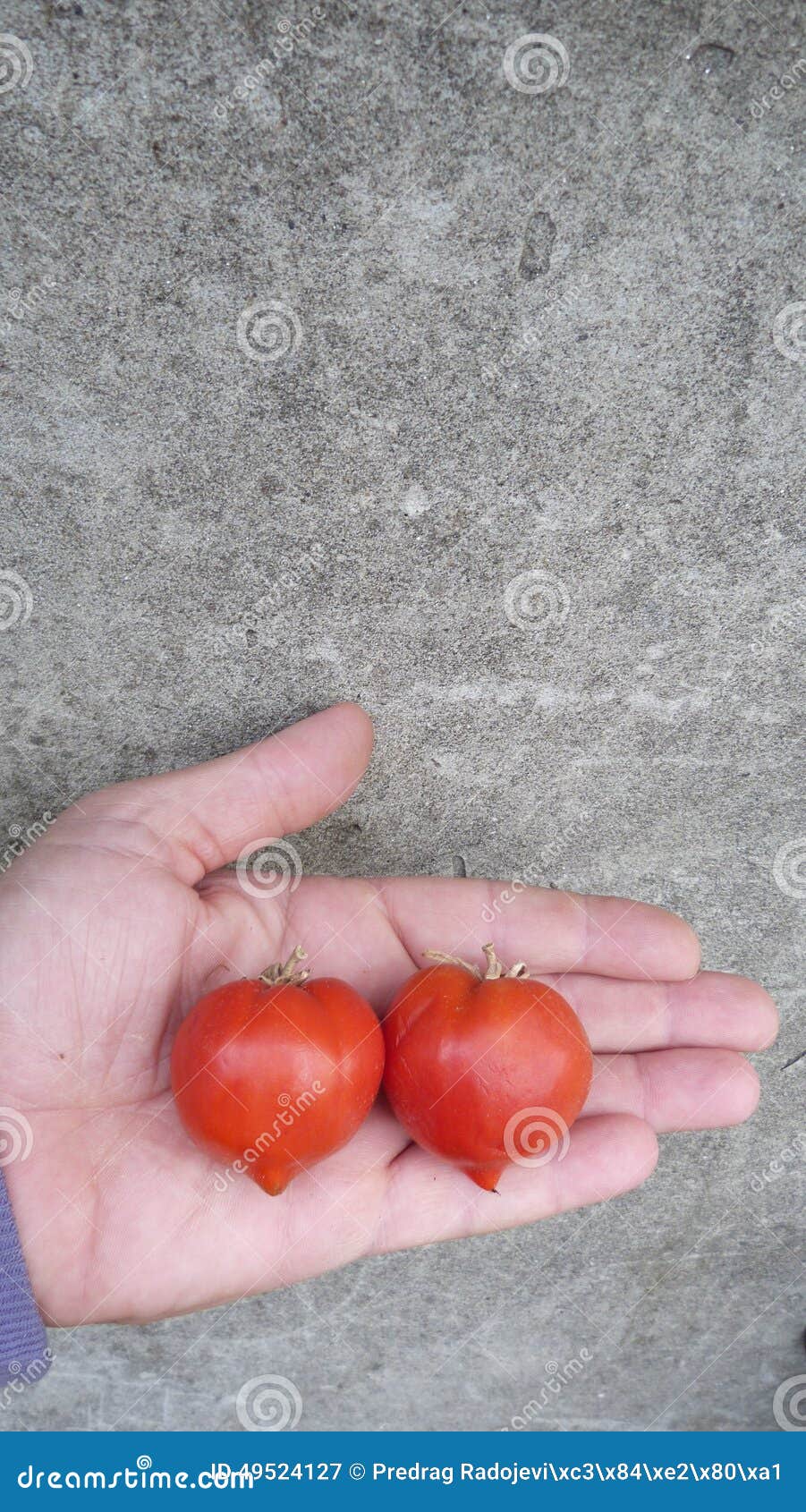 Tomato stock image. Image of healthy, nutritious, heirloom - 49524127