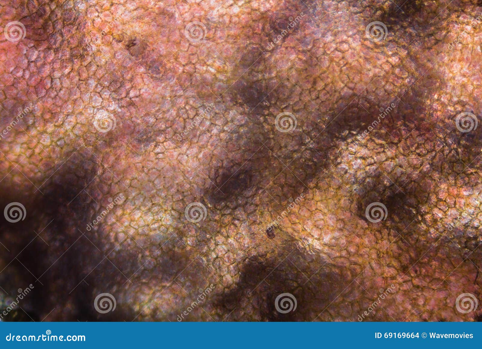 Tomato Skin Under Microscope