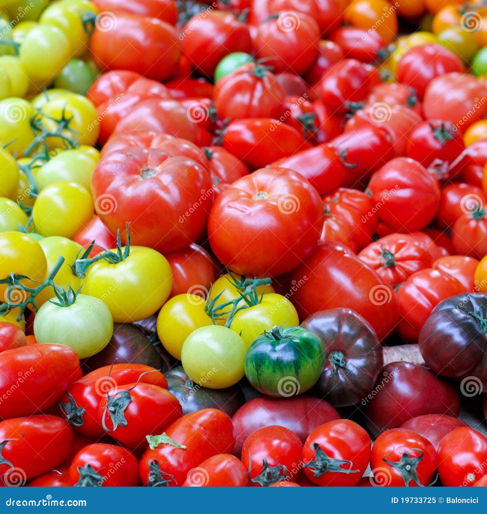 Tomato variety stock image. Image of veggie, yellow, tomato - 19733725