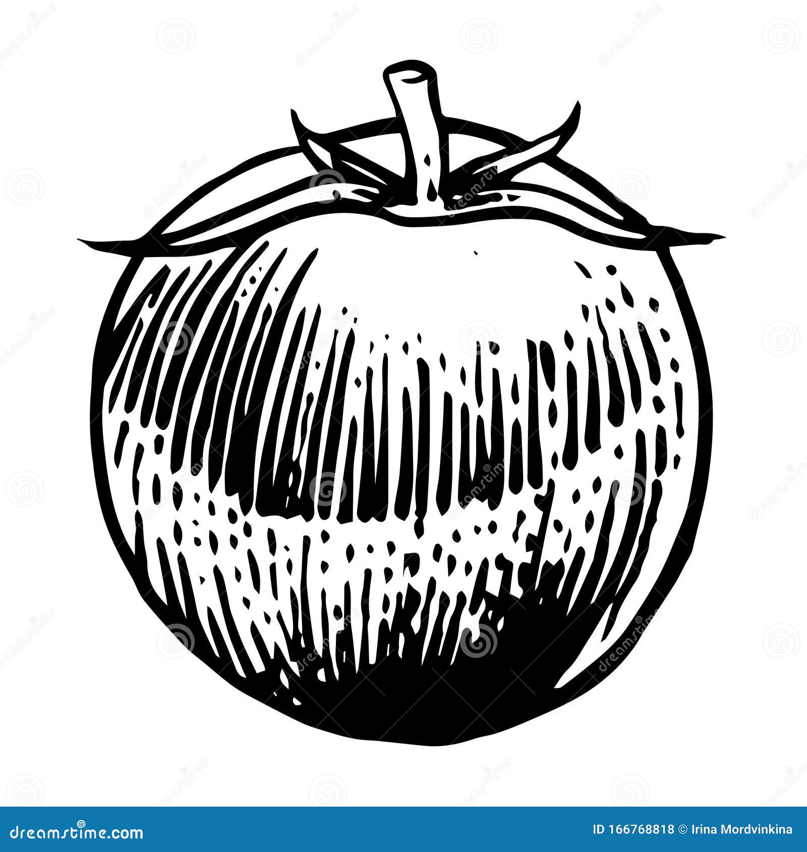 Tomato. Vector. Outline Drawing of a Vegetable on a White Background ...