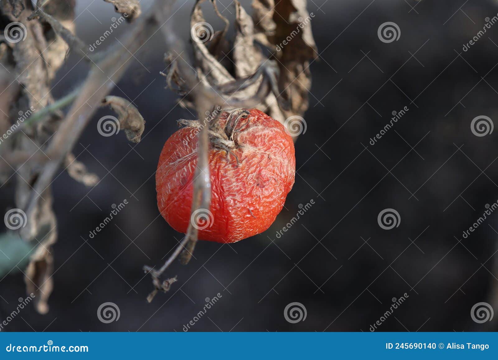 Tomato Vegetable on a Dried Branch of a Plant Stock Photo - Image of ...
