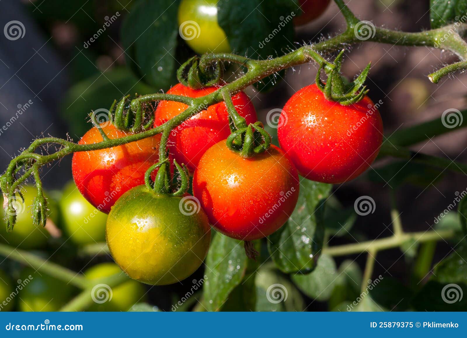 Tomato on vegetable garden stock image. Image of fresh - 25879375