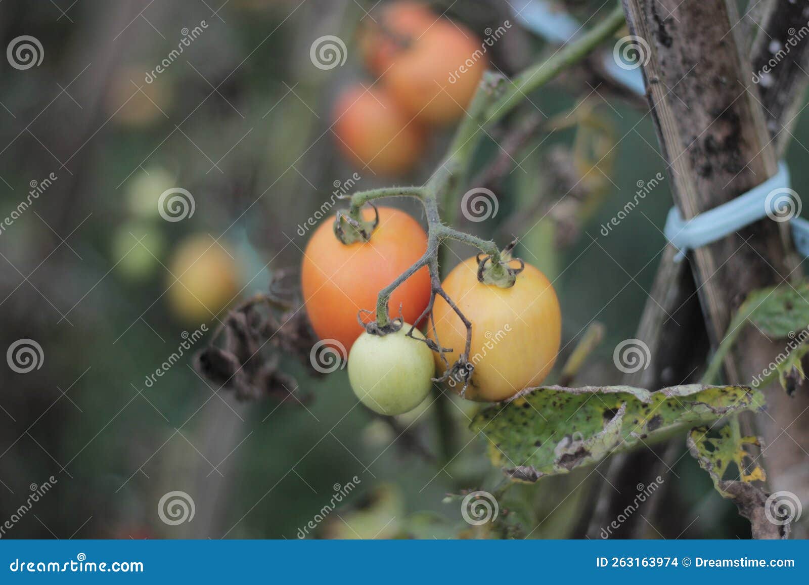 Tomato vegetables fruits stock photo. Image of branch - 263163974