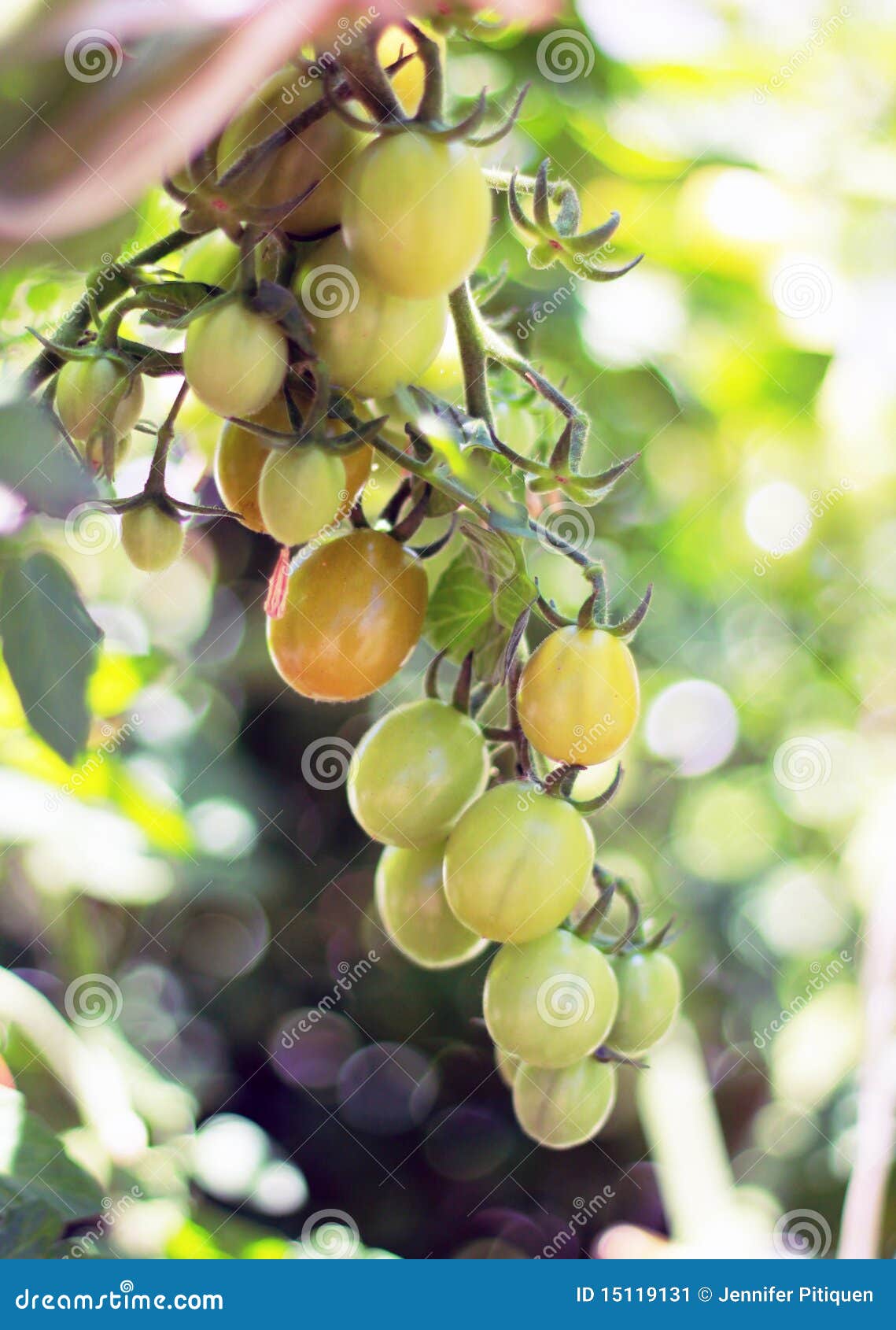 Tomato Vine stock image. Image of green, garden, close - 15119131