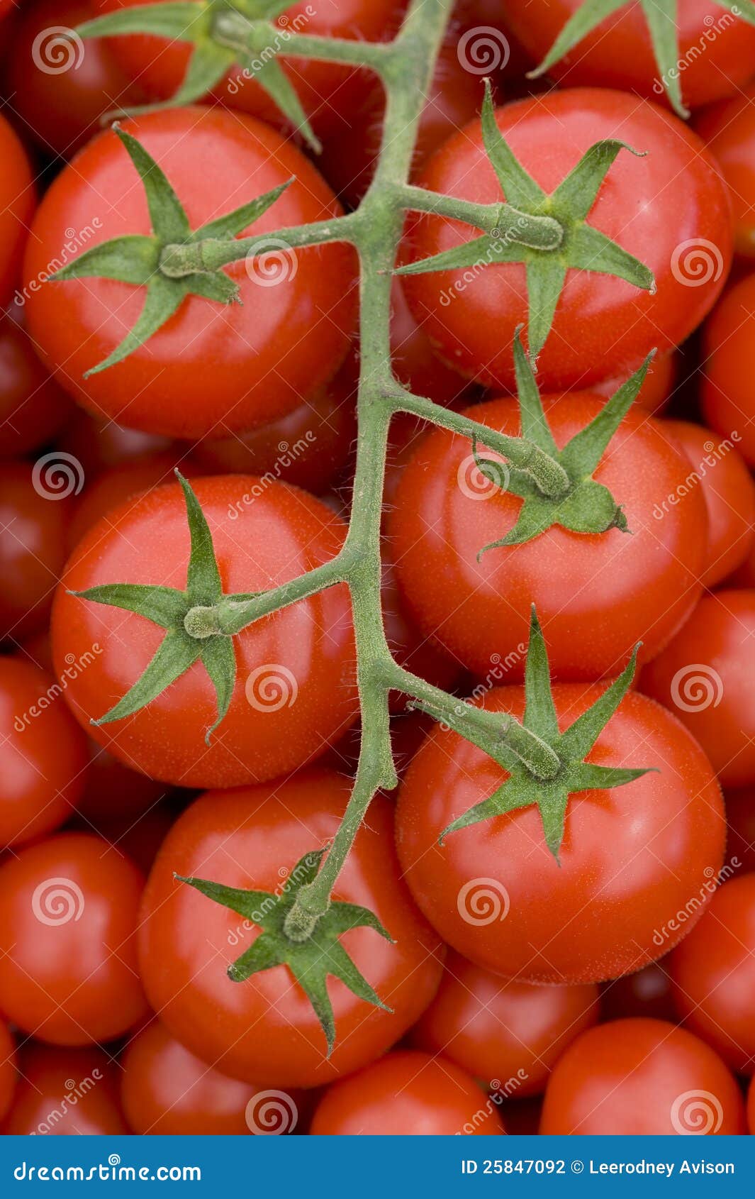 Tomato on the vine stock photo. Image of ripe, healthy - 25847092