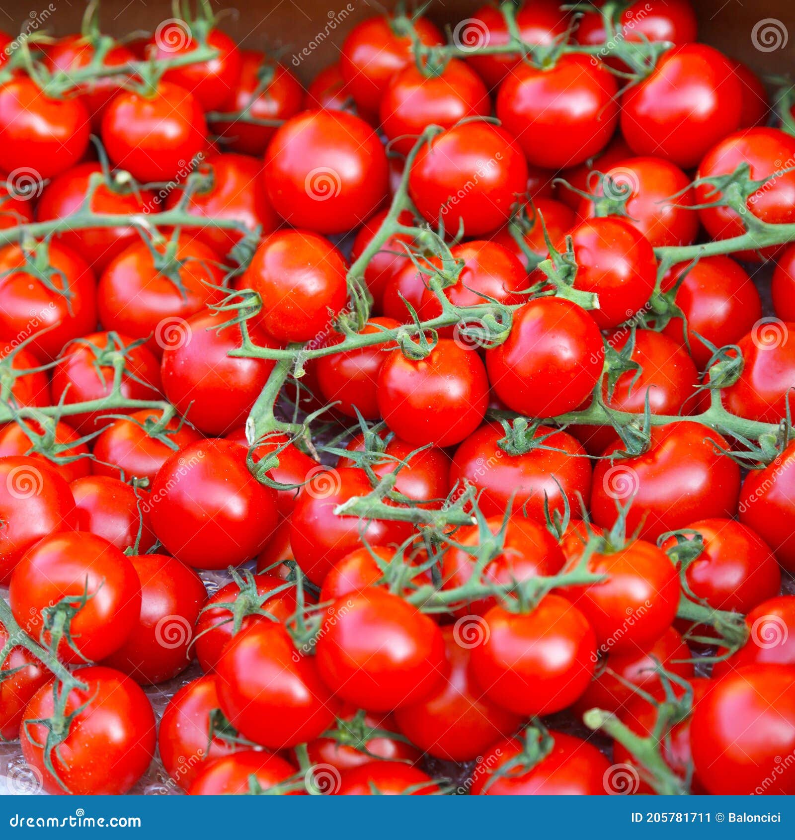 Tomato on Vine stock image. Image of ripe, vine, small - 205781711