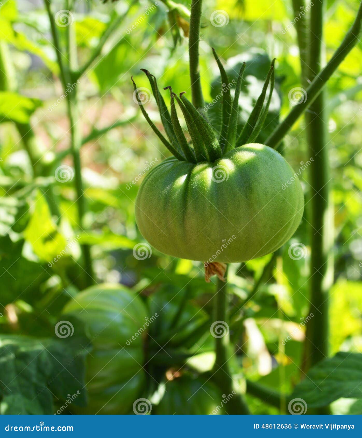 Tomato vine stock photo. Image of organic, little, holding - 48612636