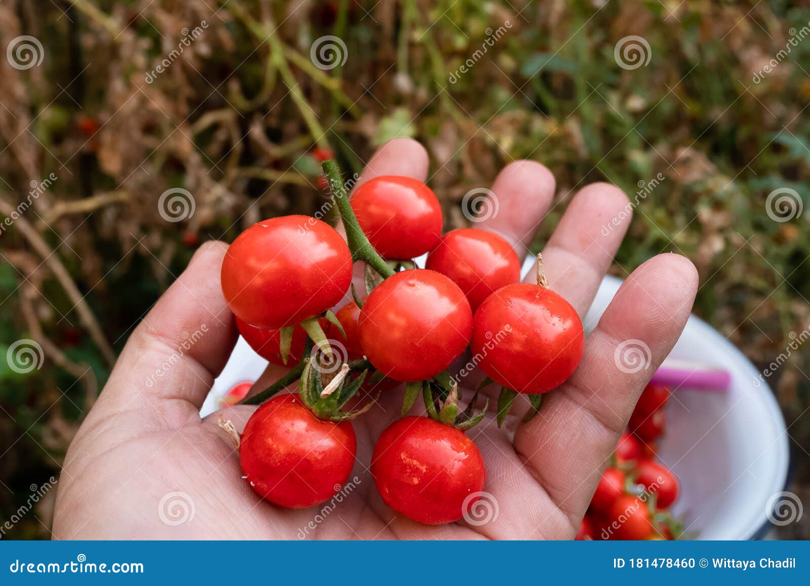 The Growth of Tomato Plants Inside the Greenhouse. Stock Photo - Image ... The Growth of Tomato Plants Inside the Greenhouse. Stock Photo - Image ...