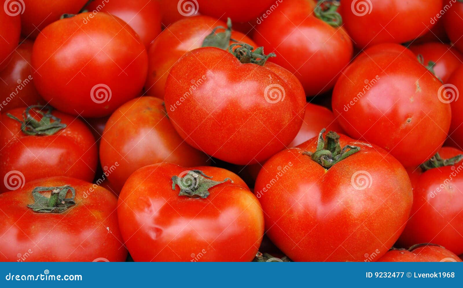 Tomato wallpaper stock image. Image of background, vegetable - 9232477