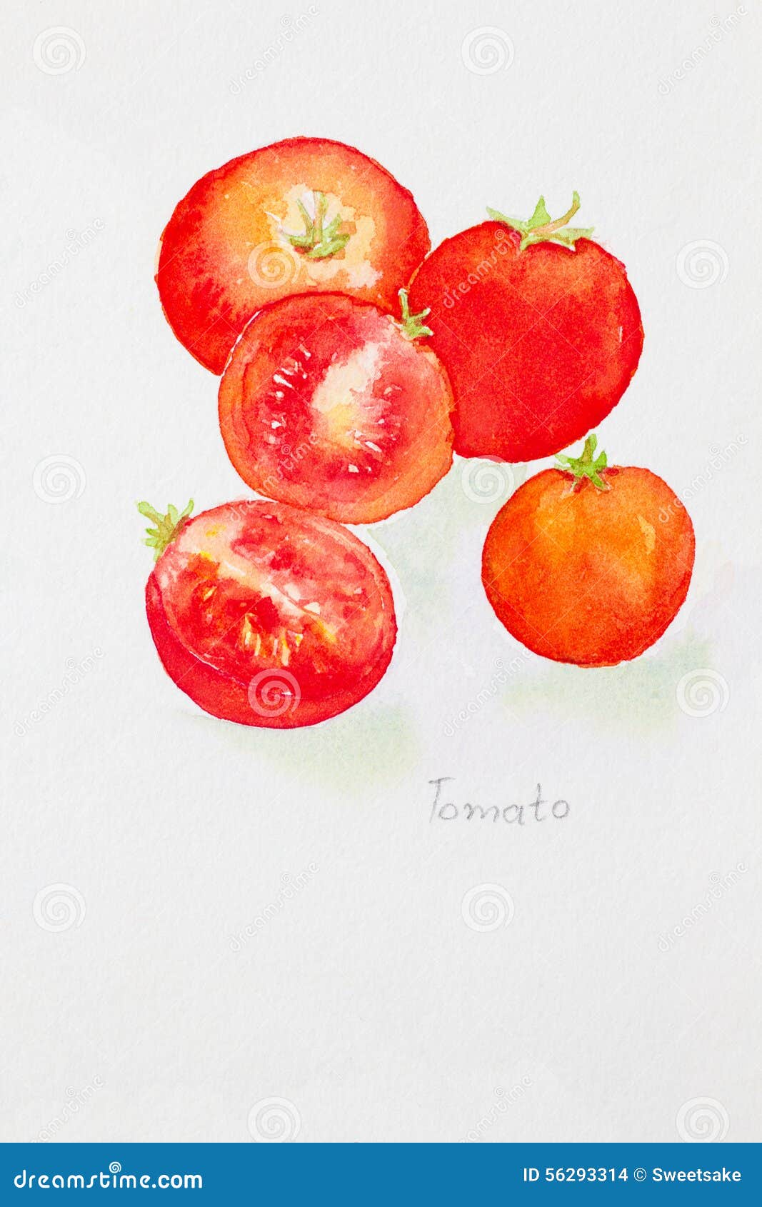 Tomato watercolor painted stock illustration. Illustration of artwork ...