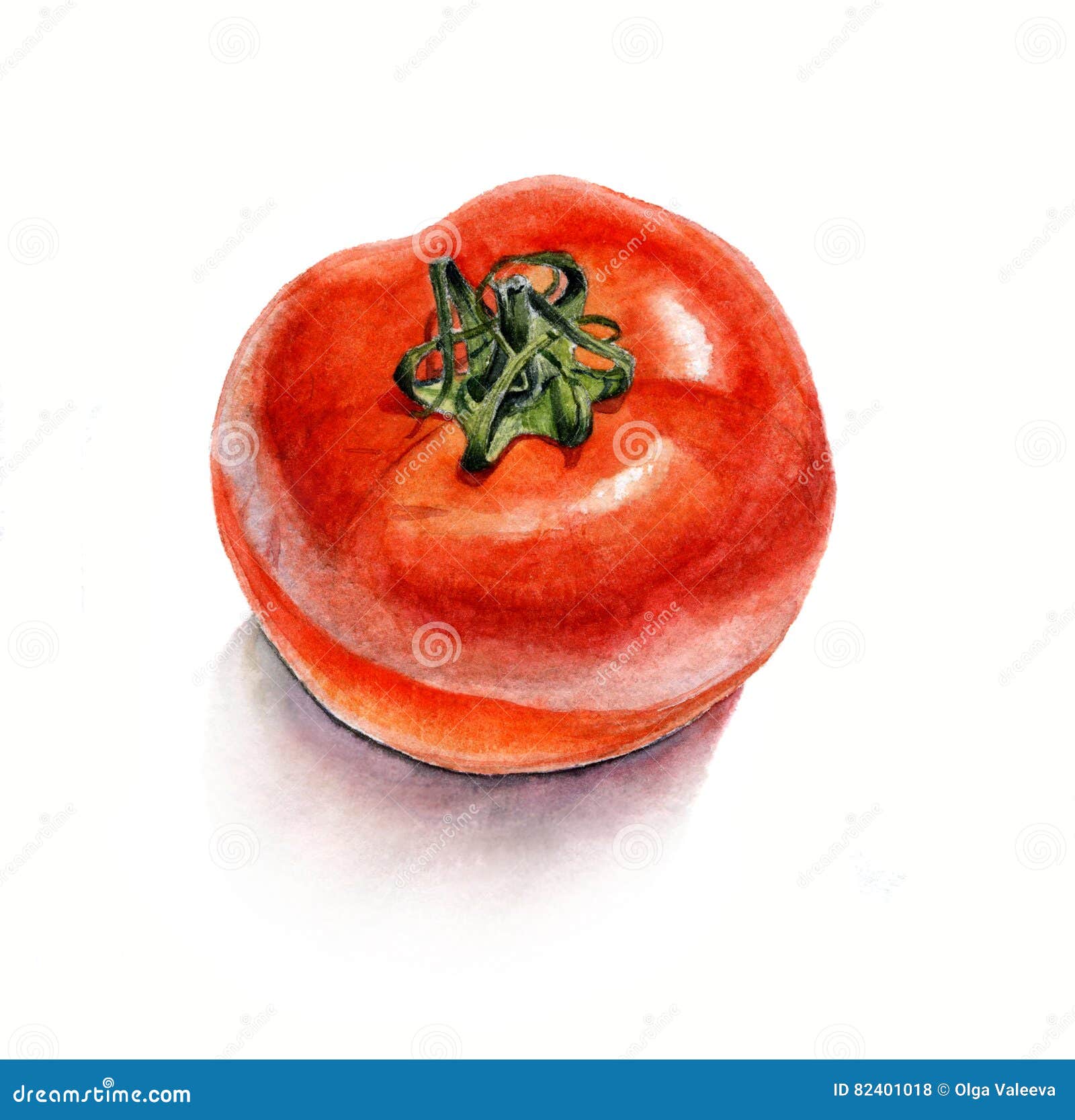 Tomato. Watercolor Painting on White Background, Isolated Stock ...