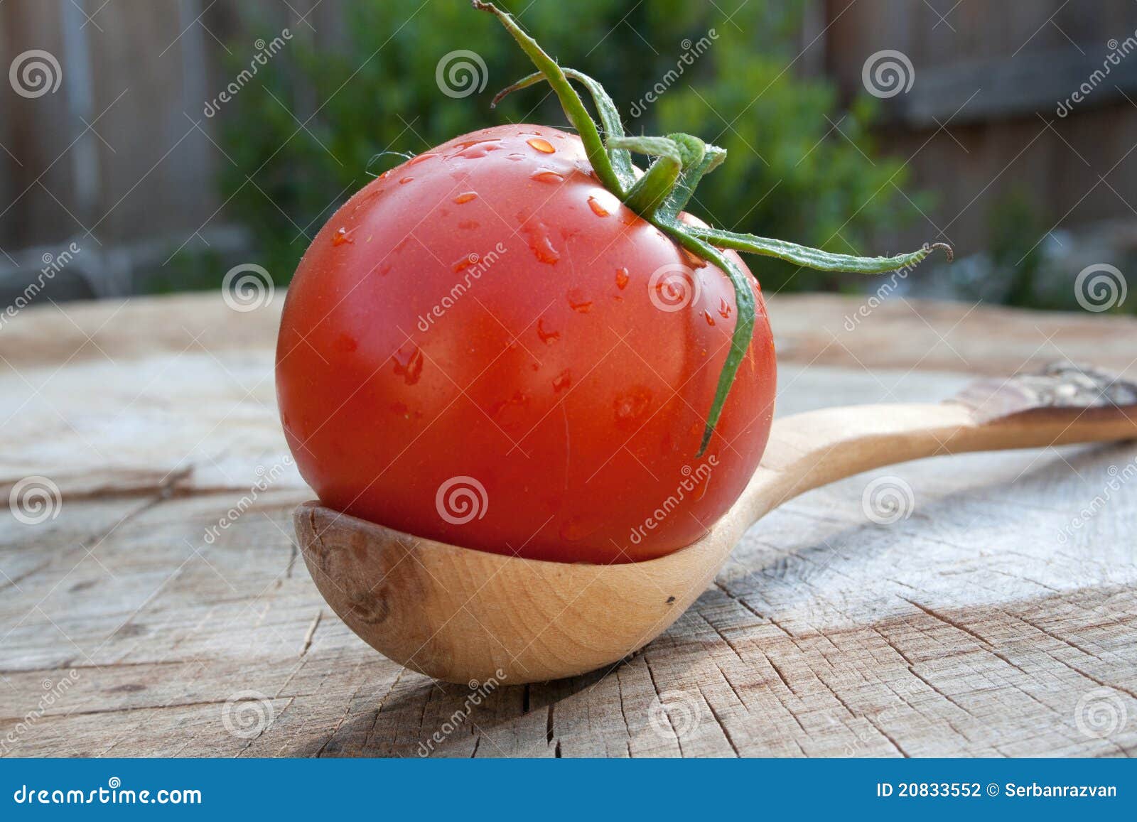 Tomato and wooden spoon stock photo. Image of tomatoes - 20833552