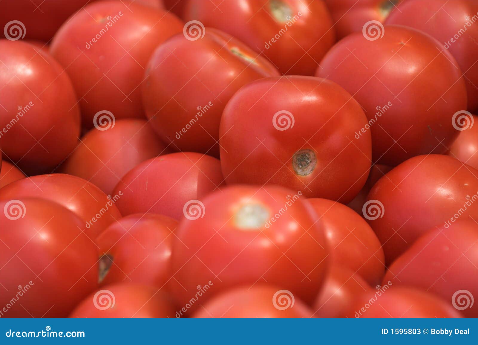 Tomatoe stock image. Image of agriculture, farmers, food - 1595803