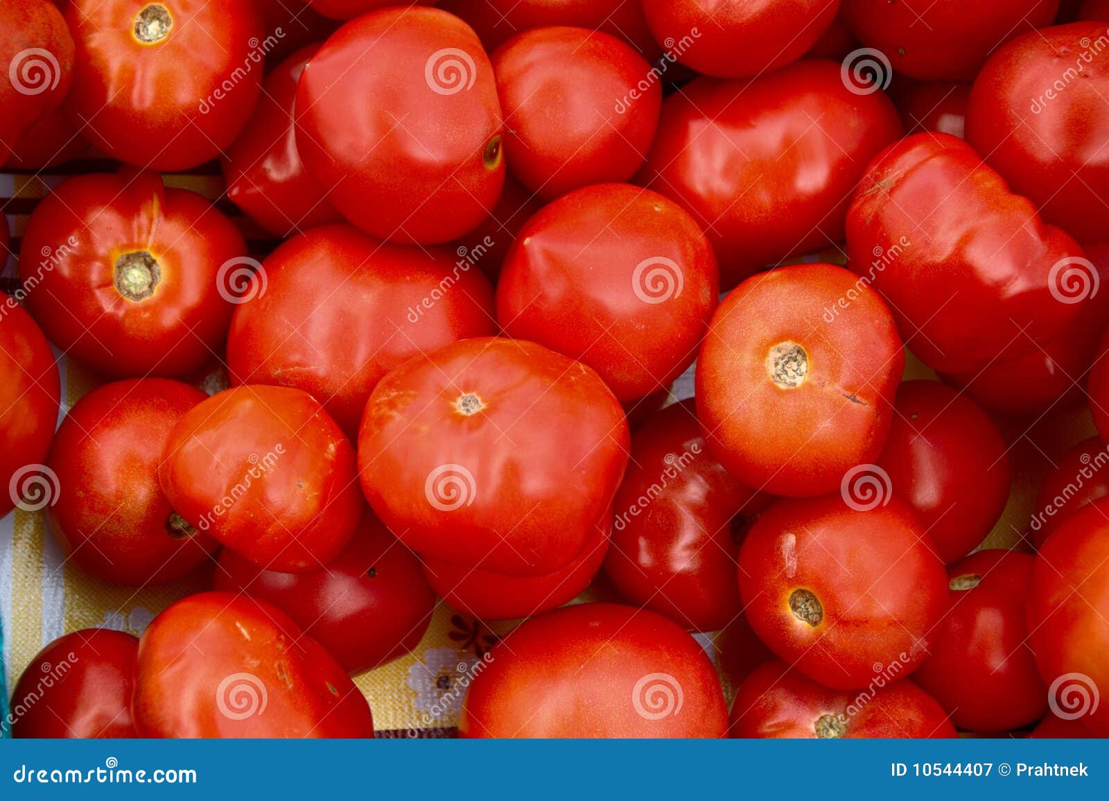 Tomatoes stock image. Image of farmer, tomato, fruit - 10544407