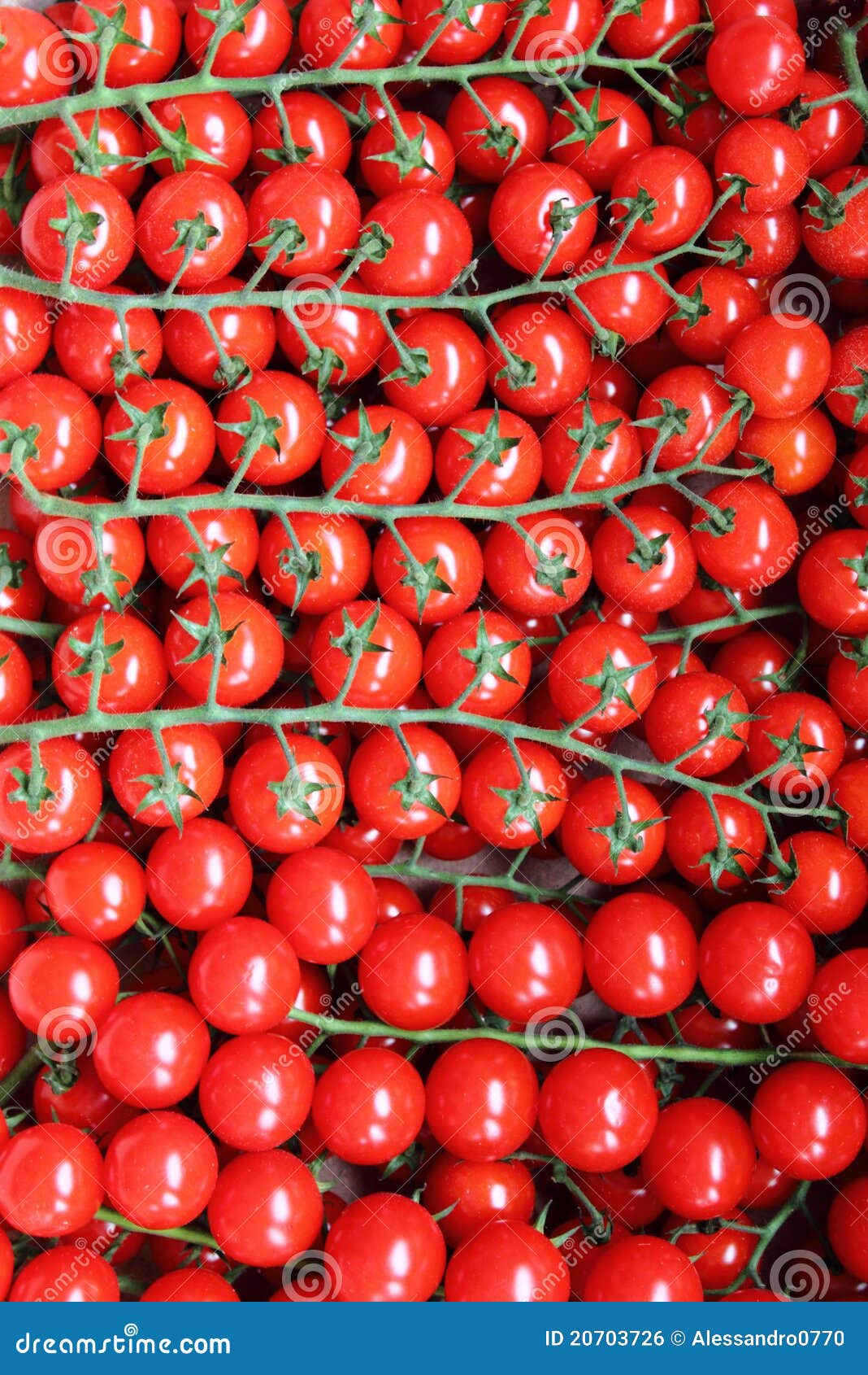 Tomatoes stock photo. Image of flavor, food, garden, flavour - 20703726
