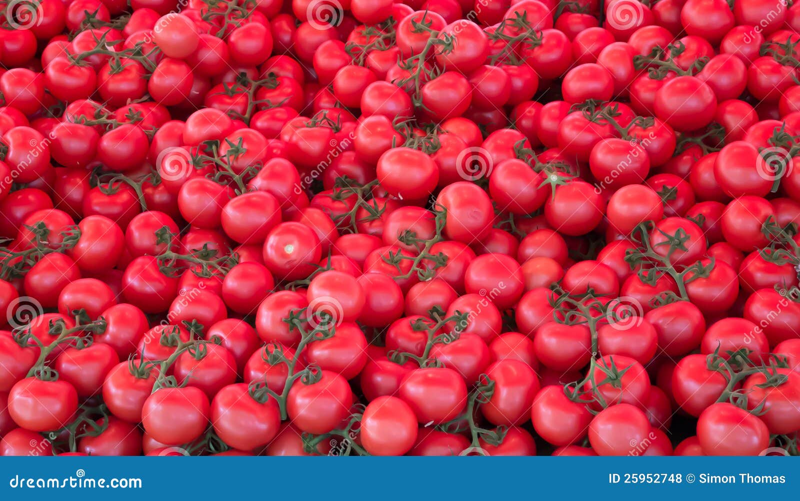 Tomatoes stock photo. Image of tomatoes, fruit, vine - 25952748