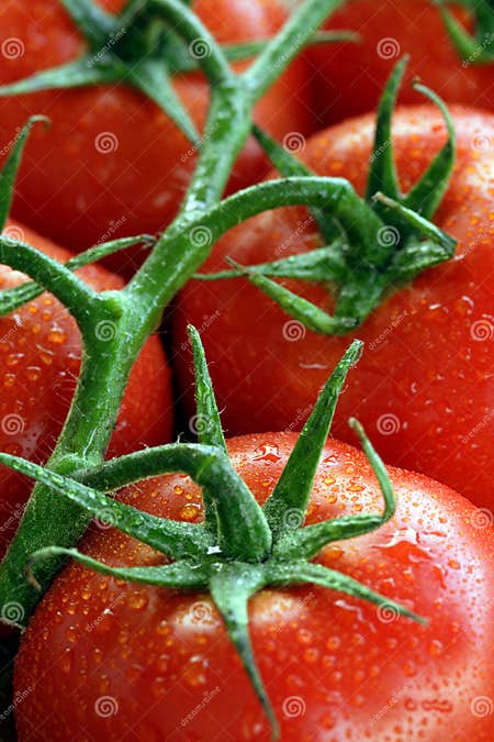 Tomatoes stock photo. Image of ripe, grocery, diet, food - 2699904