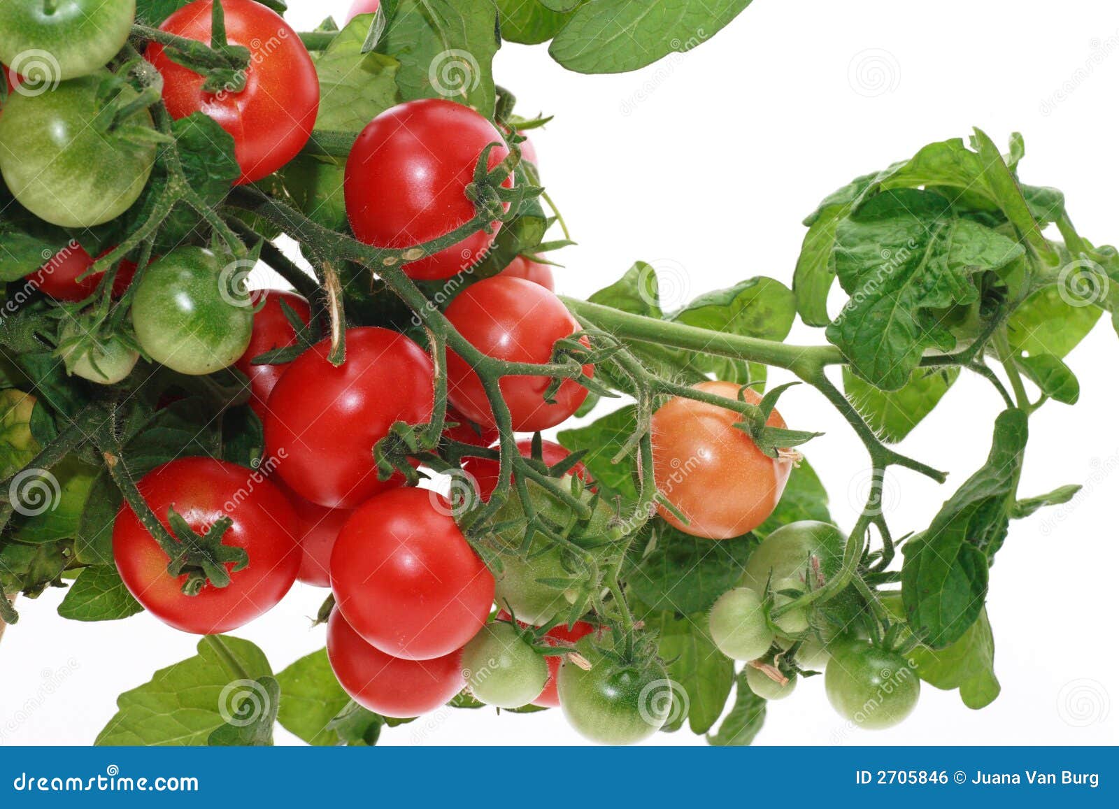 Tomatoes stock photo. Image of tomato, ingredients, health - 2705846