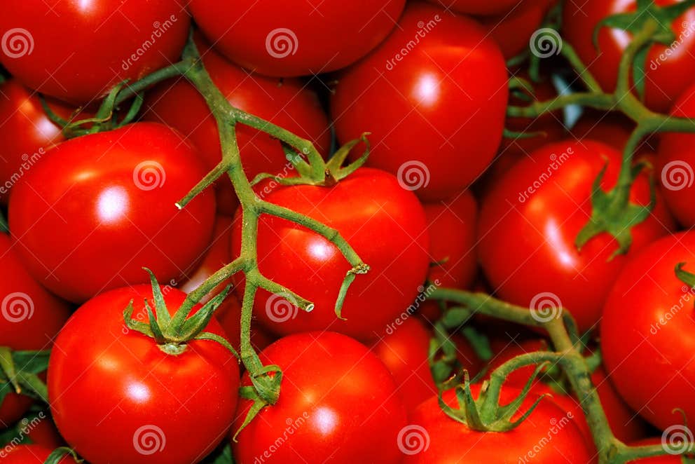 Tomatoes stock image. Image of simple, veggies, vegetable - 289145